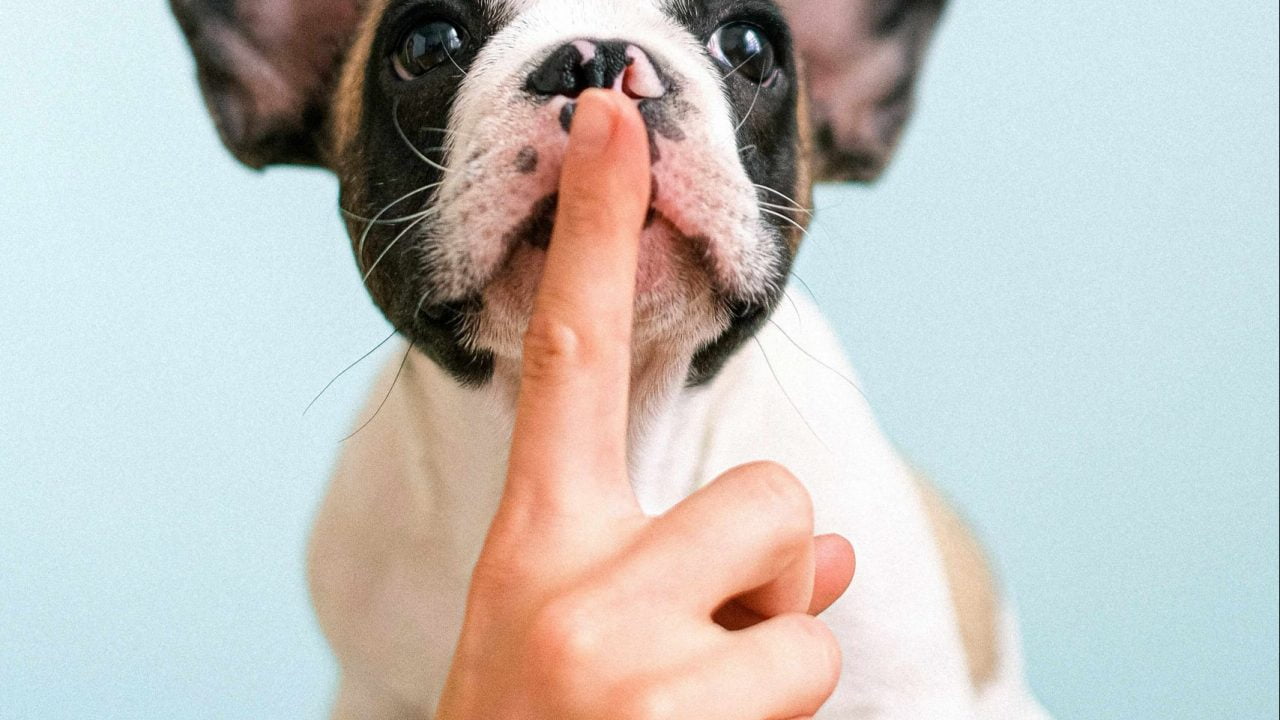 Super Smart Dog Training Academy - Dog Trainer Gold Coast